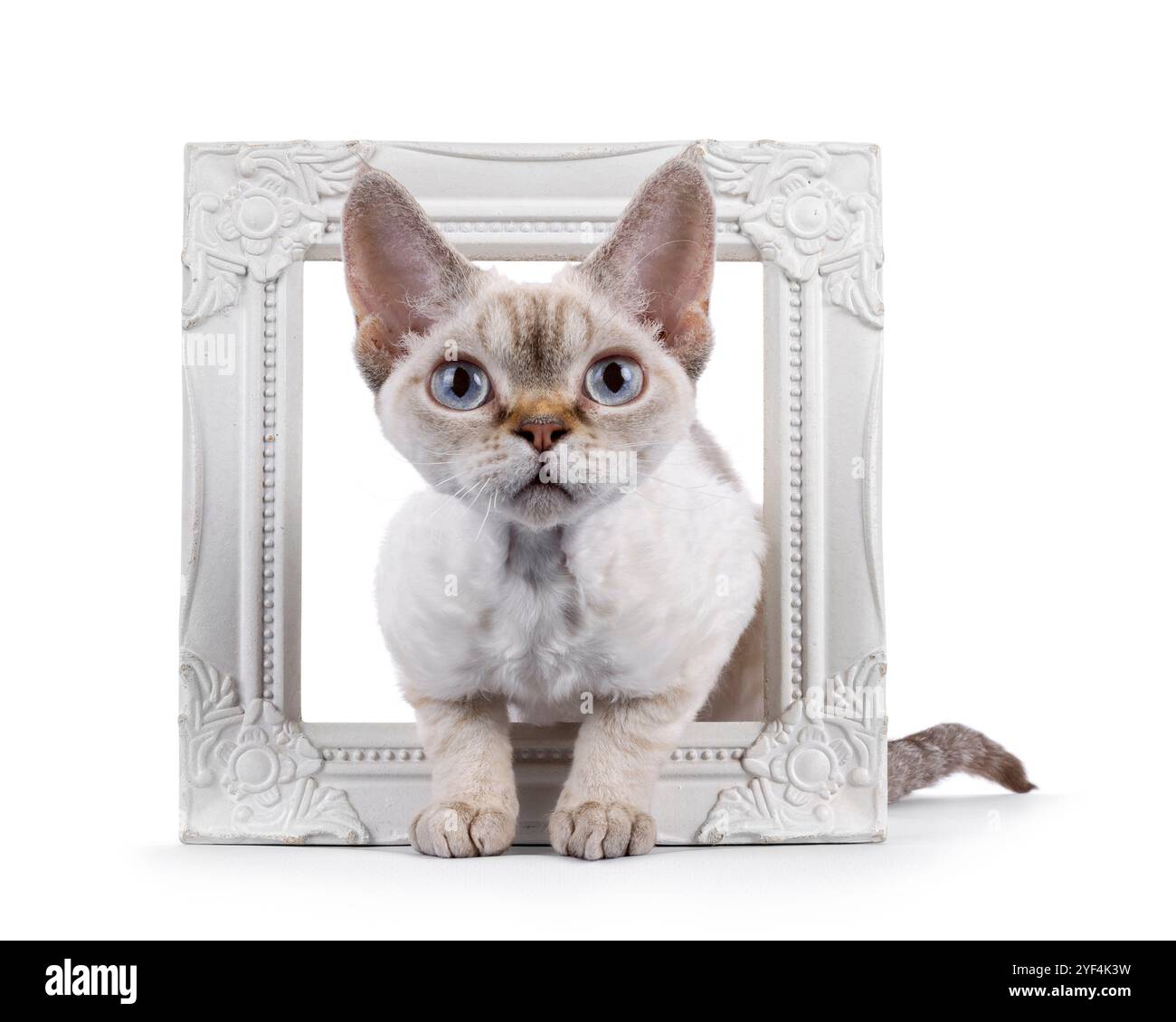 Detailed cat image Cut Out Stock Images & Pictures - Alamy