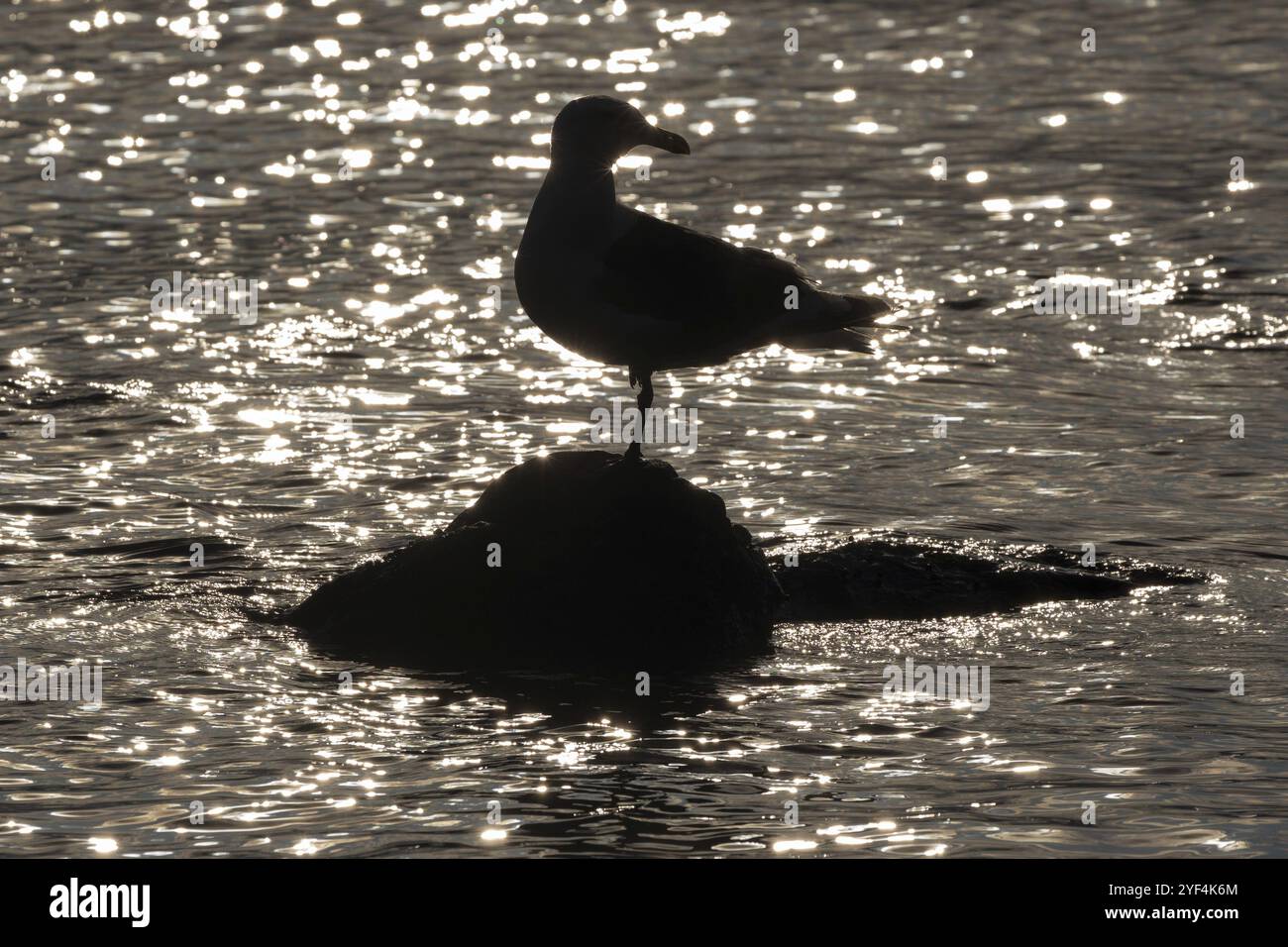Silhouette shot glare setting hi-res stock photography and images - Alamy