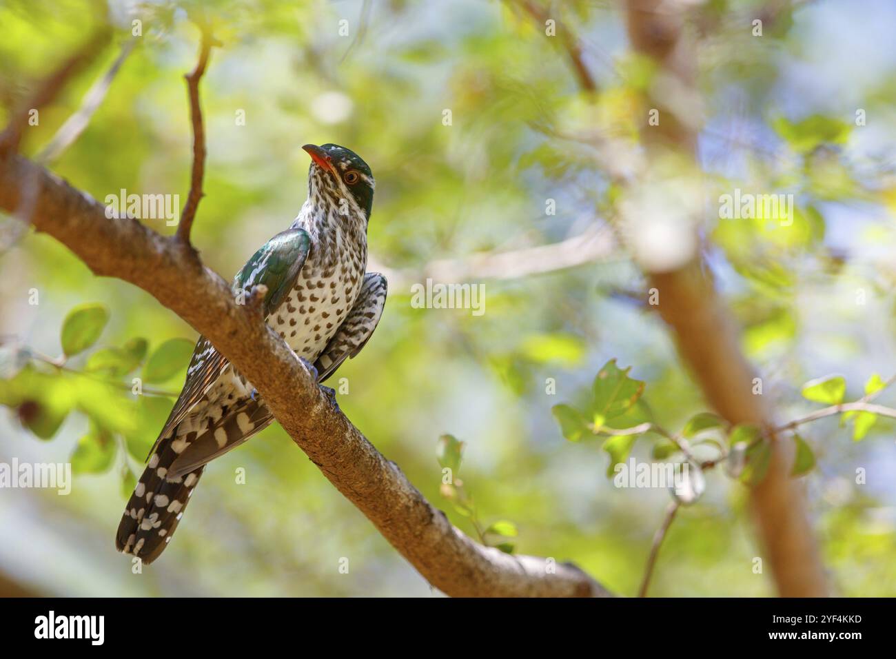 Golden cuckoo, Afrotropical species, family of golden cuckoos, cuckoo ...