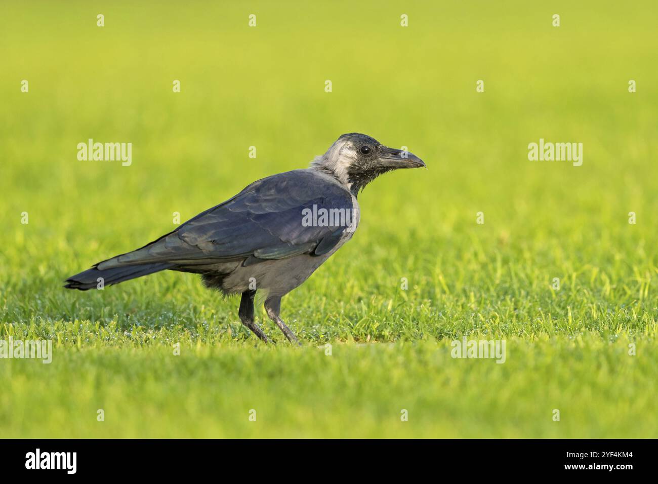Shining crow, (Corvus splendens), omnivore, genus of ravens and crows ...