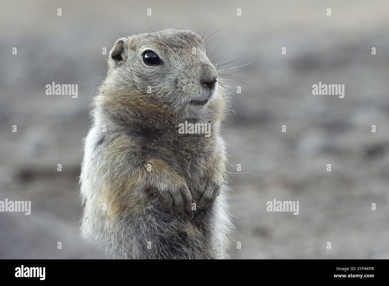 Portrait of Arctic ground squirrel. Curious wild animal of genus of ...
