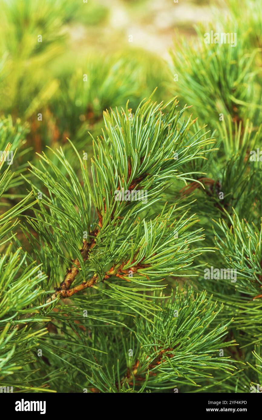 Needles of branch Japanese Stone Pine Pinus Pumila. Natural coniferous ...