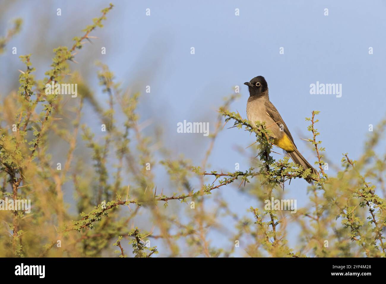 Yellow-breasted Bulbul, Songbird, True Bulbul, (Pycnonotus xanthopygos ...