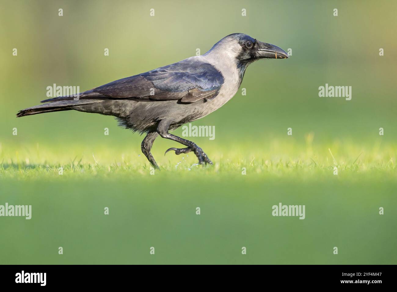 Glossy crow, (Corvus splendens), omnivore, genus of ravens and crows ...