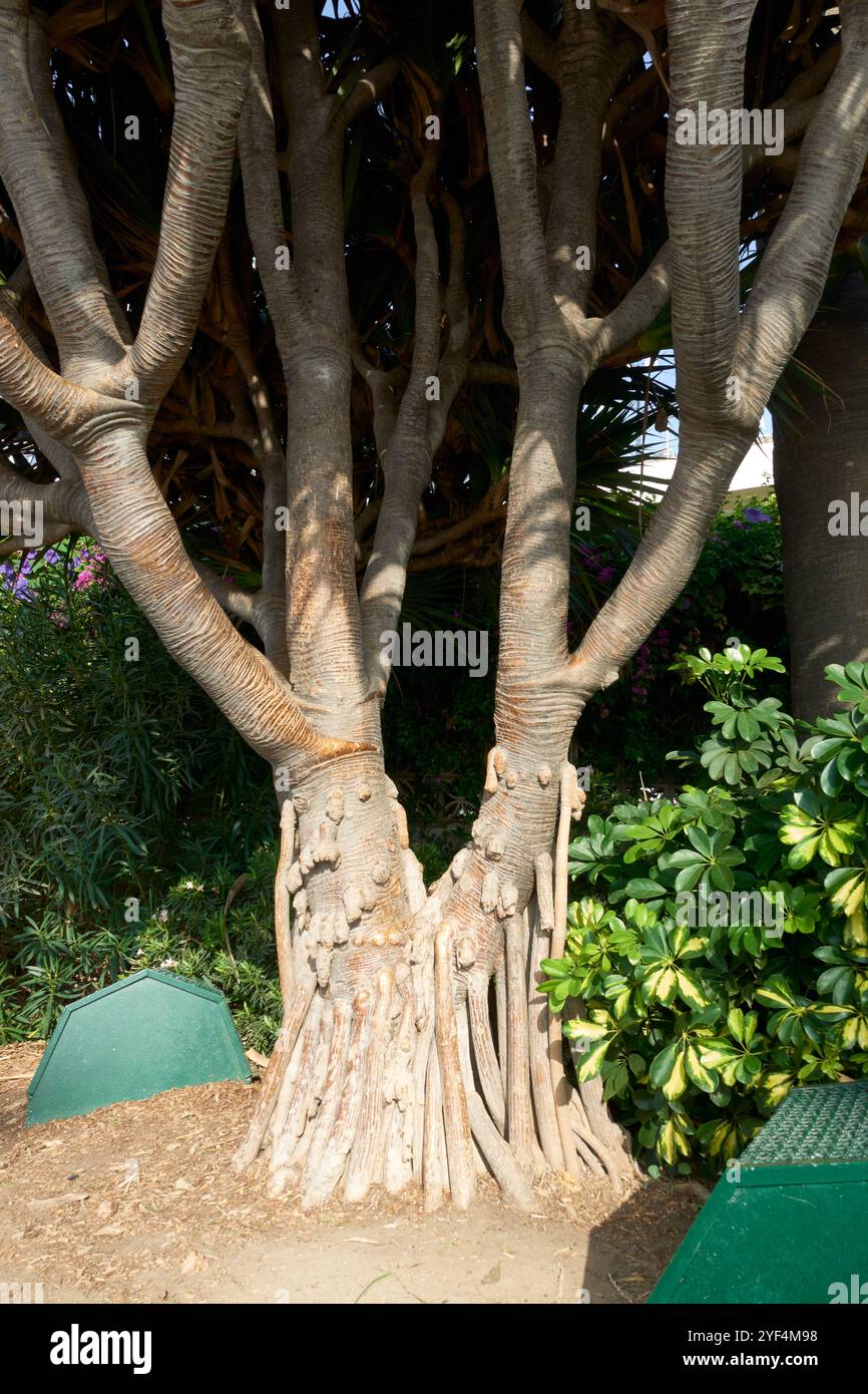 Detailed close up of a Dragon Tree (Dracaena draco) trunk showing its ...