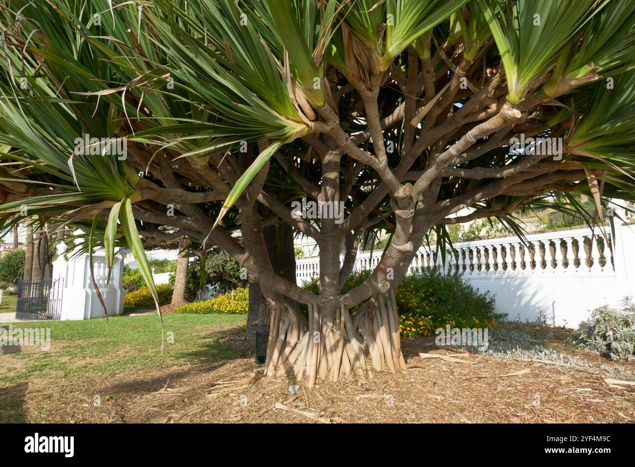 Dragon tree (Dracaena draco) in a Mediterranean garden with ornamental ...