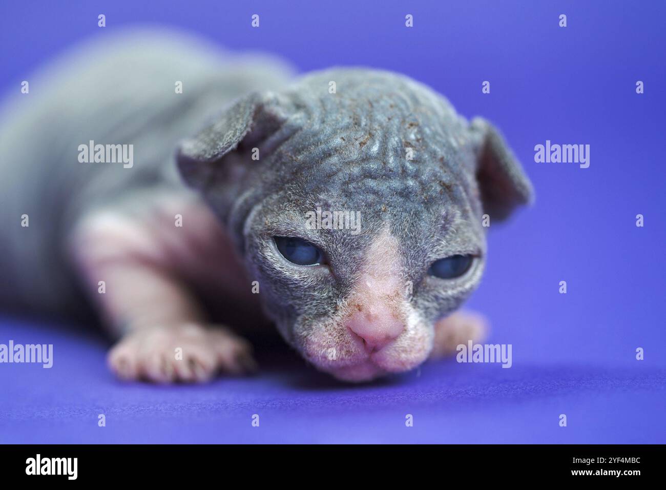 Portrait of Sphynx Hairless Cat of blue and white two weeks old lying ...