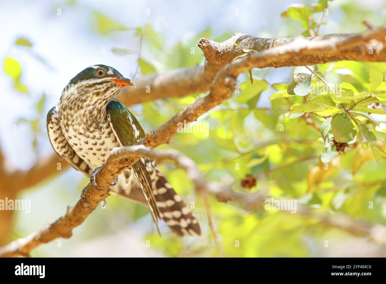 Golden cuckoo, Afrotropical species, family of golden cuckoos, cuckoo ...