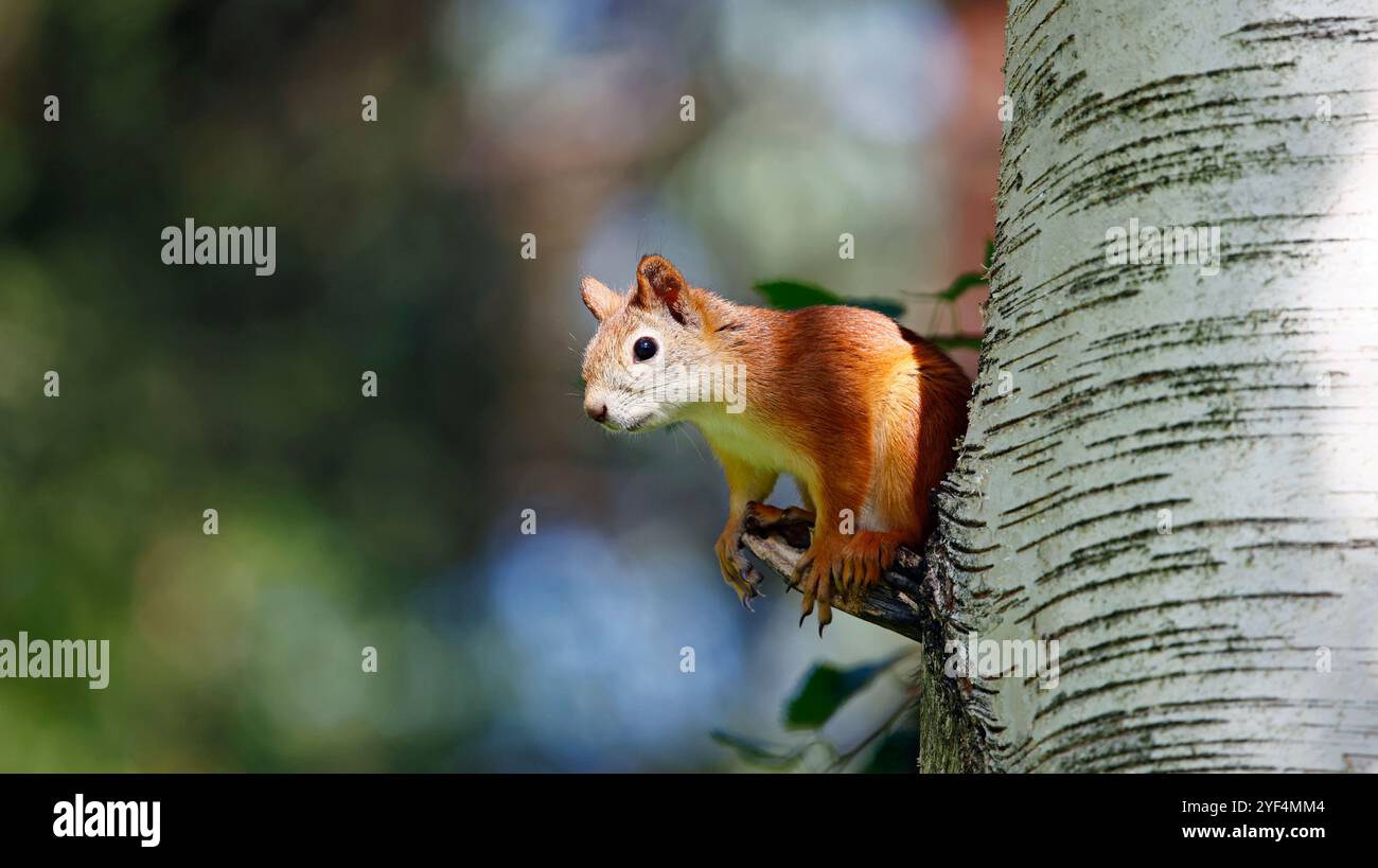 Eurasian red squirrels in Finland Stock Photo - Alamy