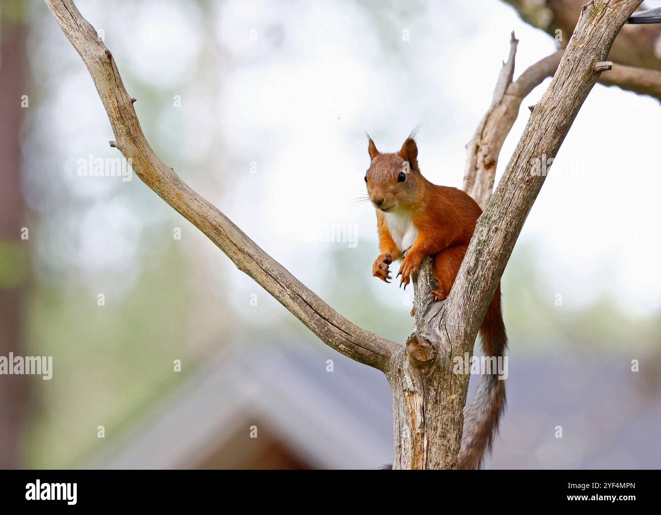 Eurasian red squirrels in Finland Stock Photo - Alamy