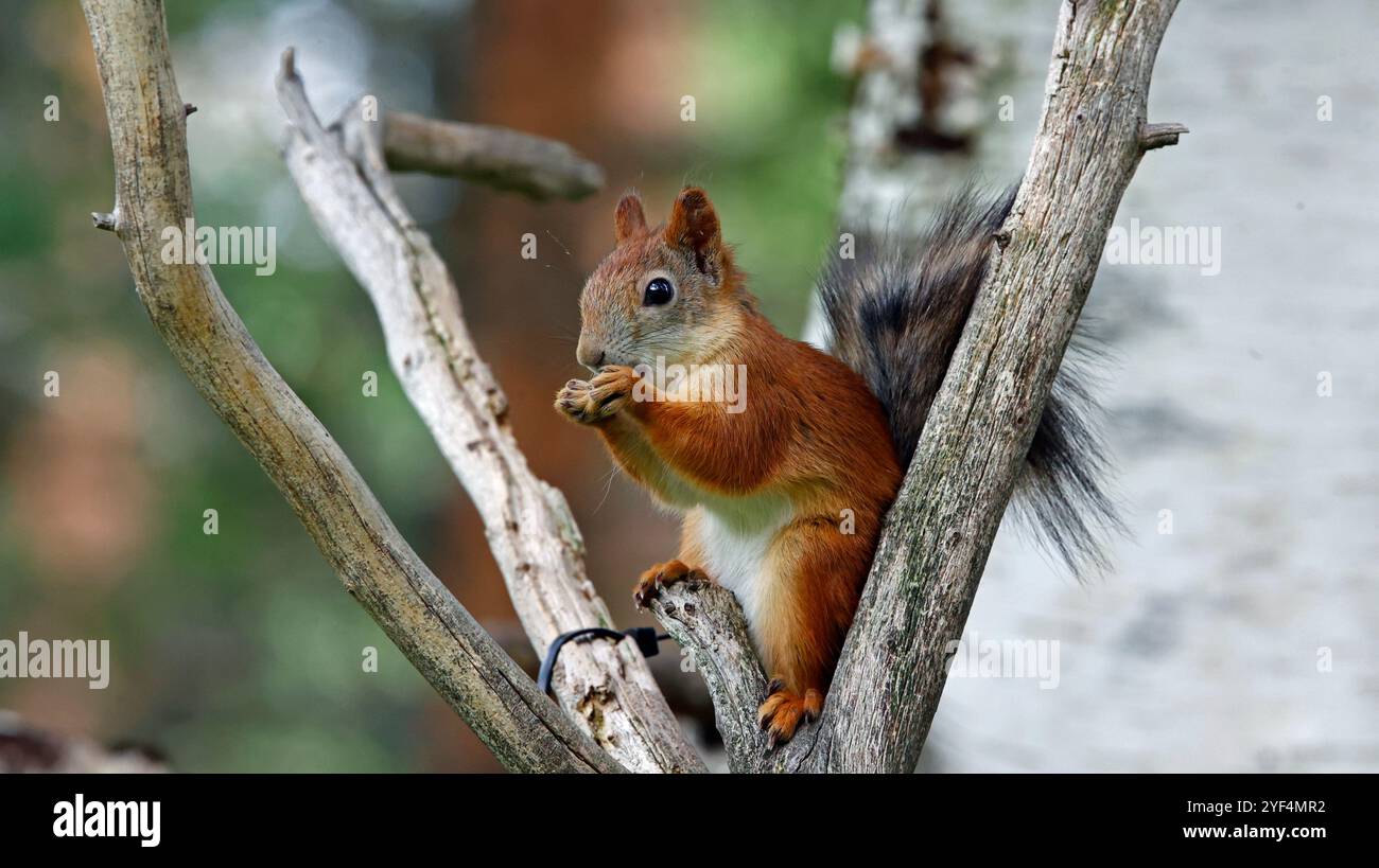 Eurasian red squirrels in Finland Stock Photo - Alamy