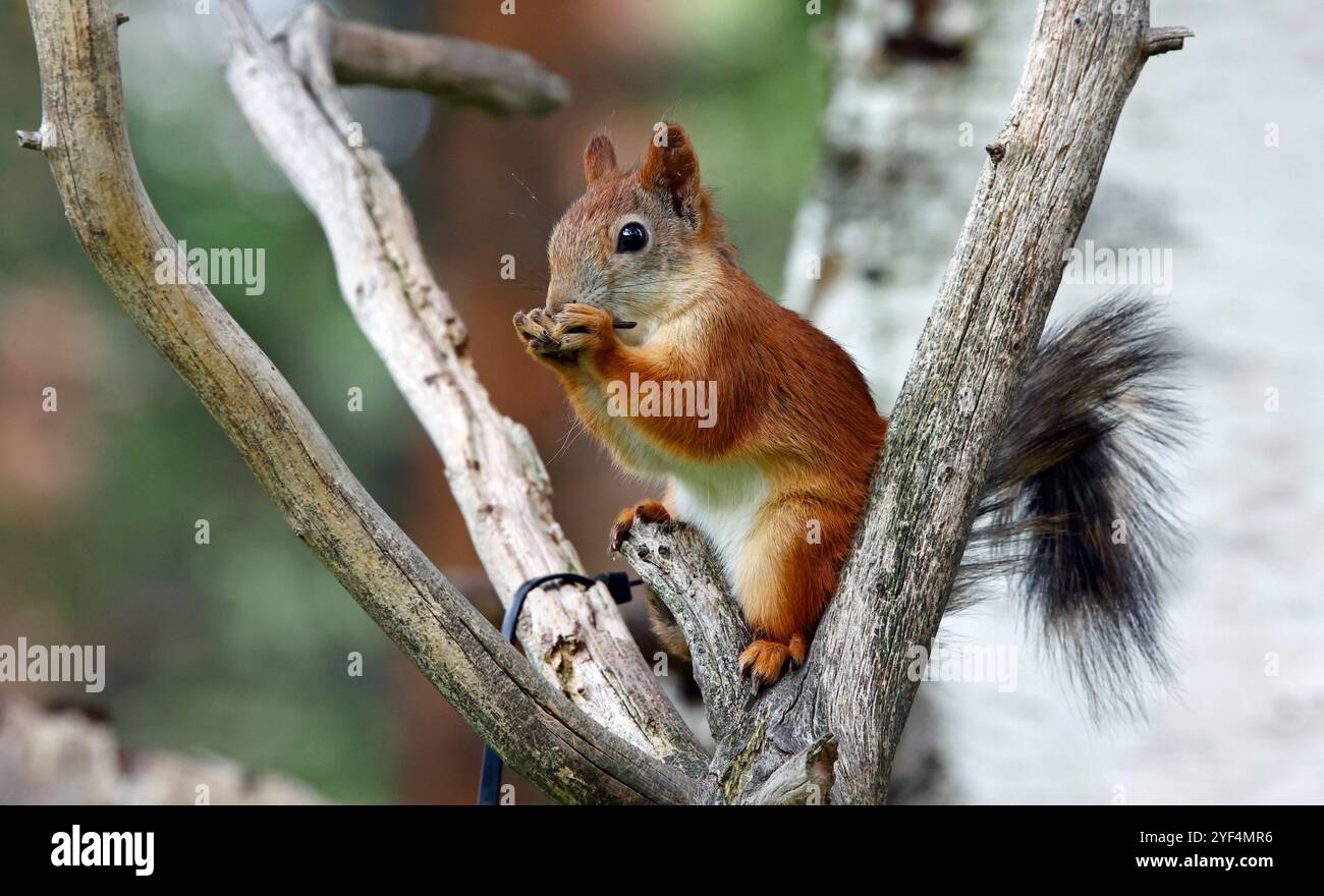 Eurasian red squirrels in Finland Stock Photo - Alamy