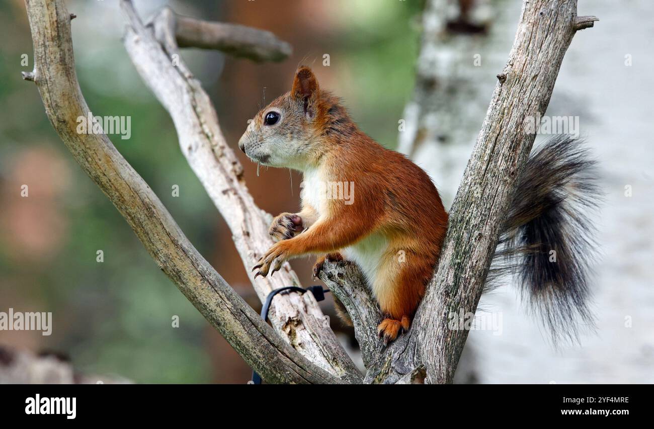 Eurasian red squirrels in Finland Stock Photo - Alamy