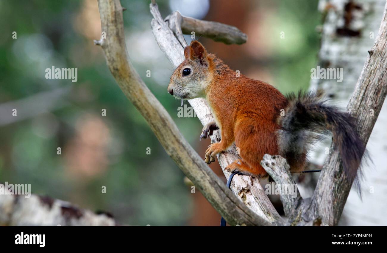 Eurasian red squirrels in Finland Stock Photo - Alamy