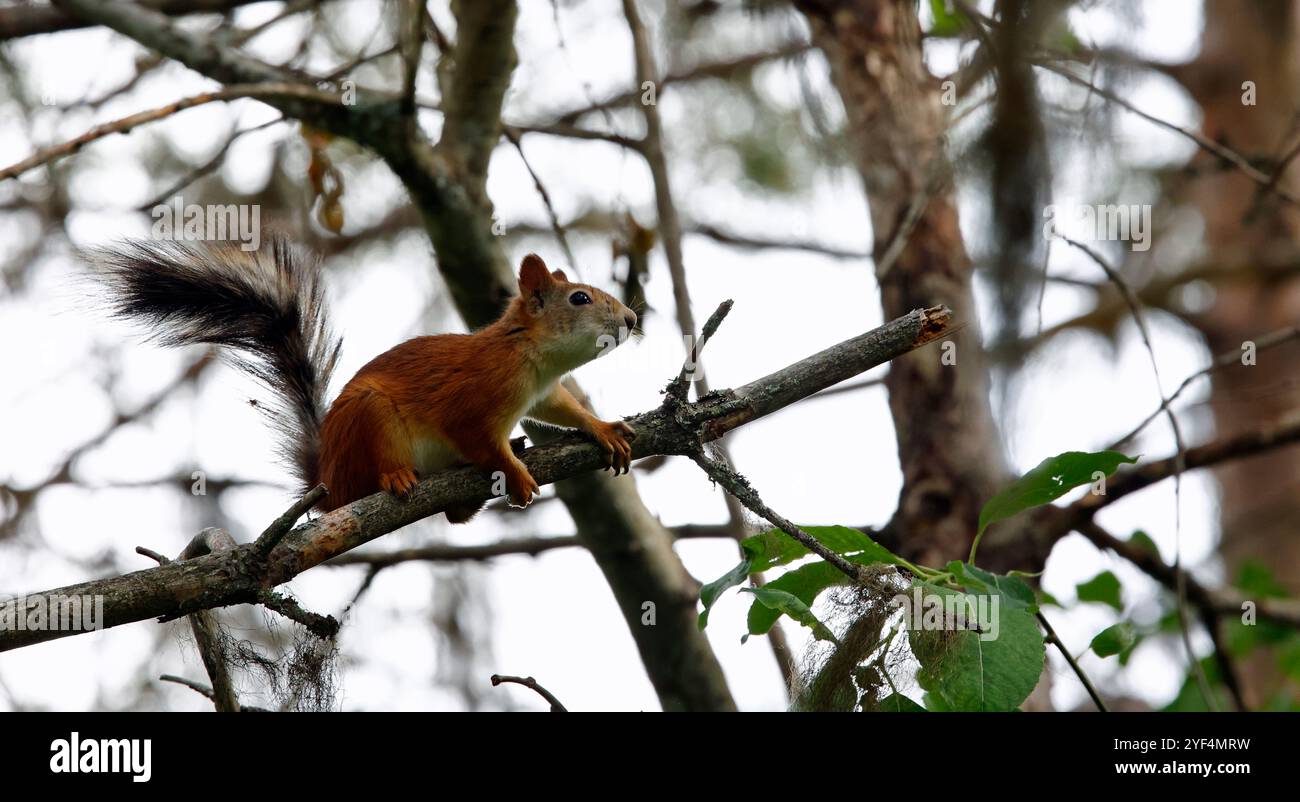 Eurasian red squirrels in Finland Stock Photo - Alamy