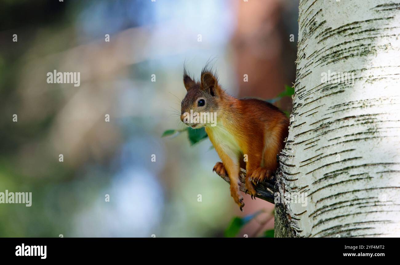 Red squirrels playing uk hi-res stock photography and images - Alamy