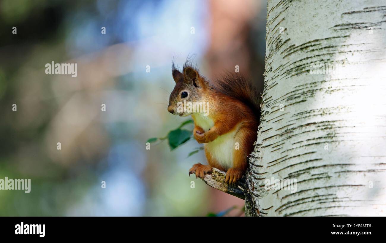 Eurasian red squirrels in Finland Stock Photo - Alamy