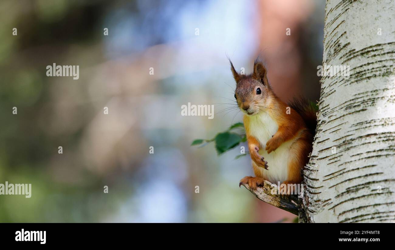 Eurasian red squirrels in Finland Stock Photo - Alamy