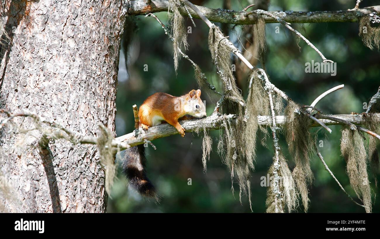 Eurasian red squirrels in Finland Stock Photo - Alamy