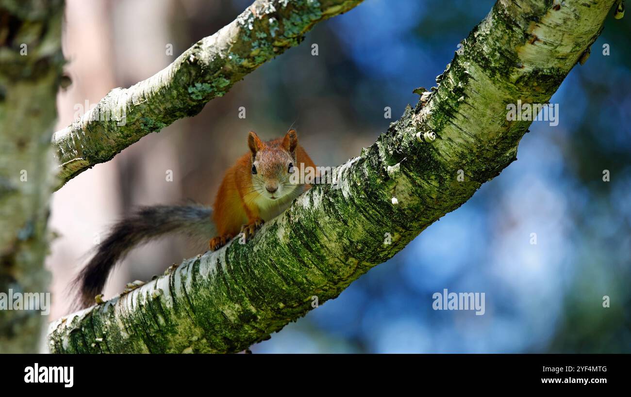 Eurasian red squirrels in Finland Stock Photo - Alamy
