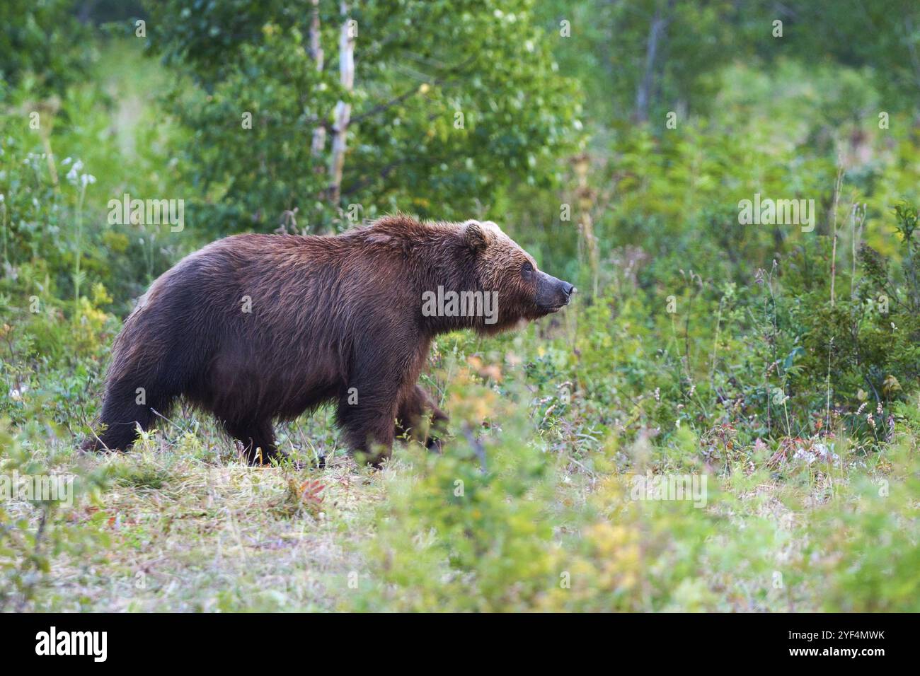 Kamchatka brown bear Ursus arctos piscator in natural habitat, walks in ...