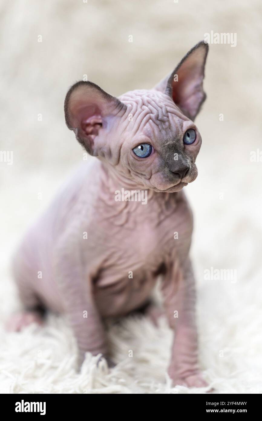 Portrait of domestic Canadian Sphynx Cat kitten with big blue eyes ...