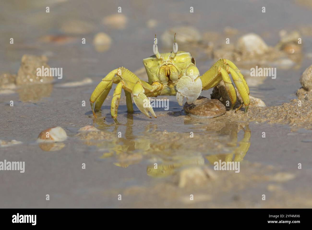 Horned ghost crab, beach, mudflat, horned eye sand crab, Indo-Pacific ...