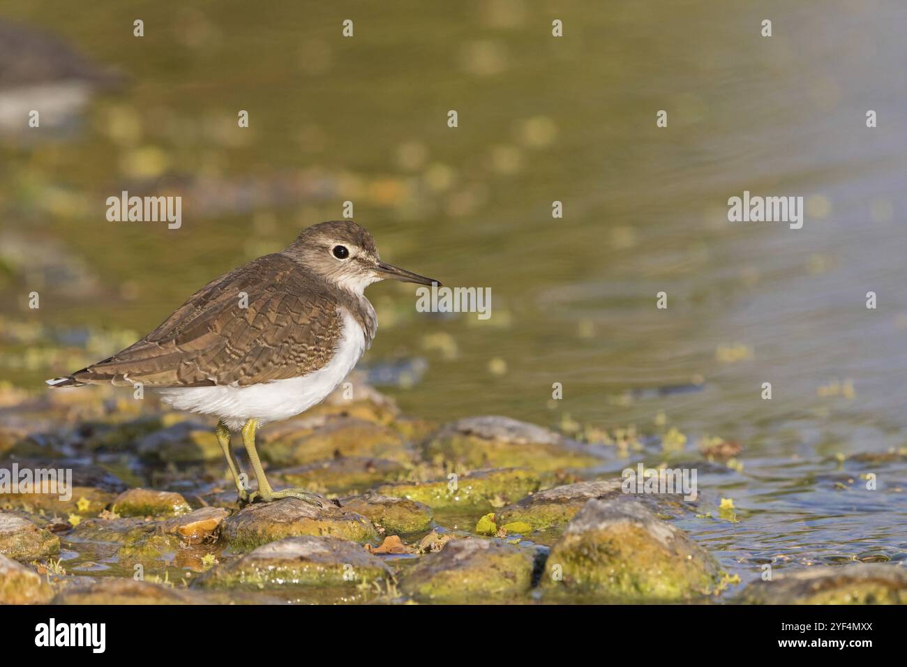 Common sandpiper, sandpiper (Actitis hypoleuco), biotope, habitat ...