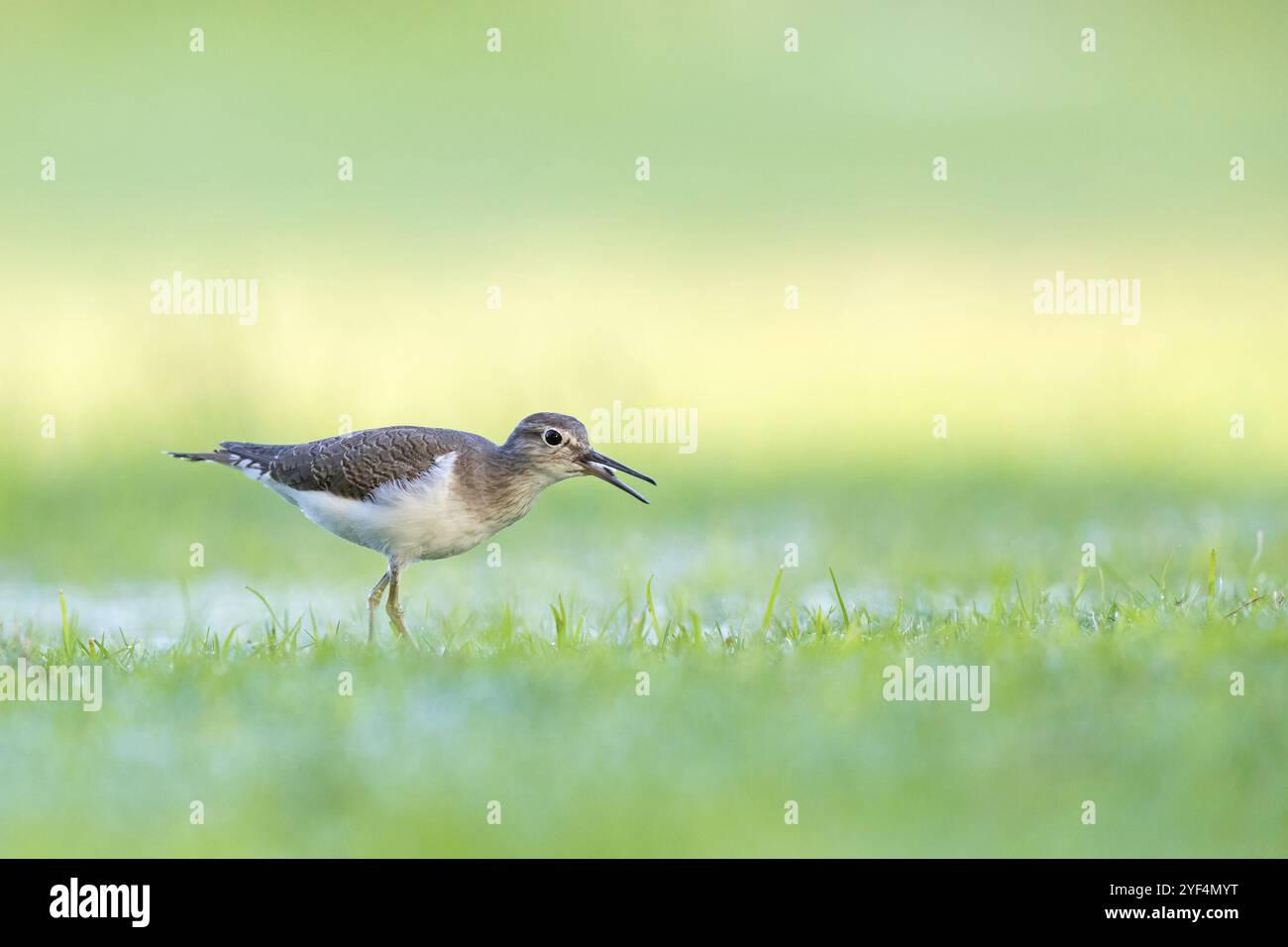 Sandpiper, sandpiper (Actitis hypoleucos), snipe family, snipe, biotope ...