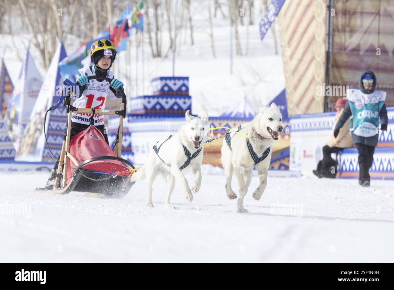 Female child mushing sled dog team, running on snowy race distance ...