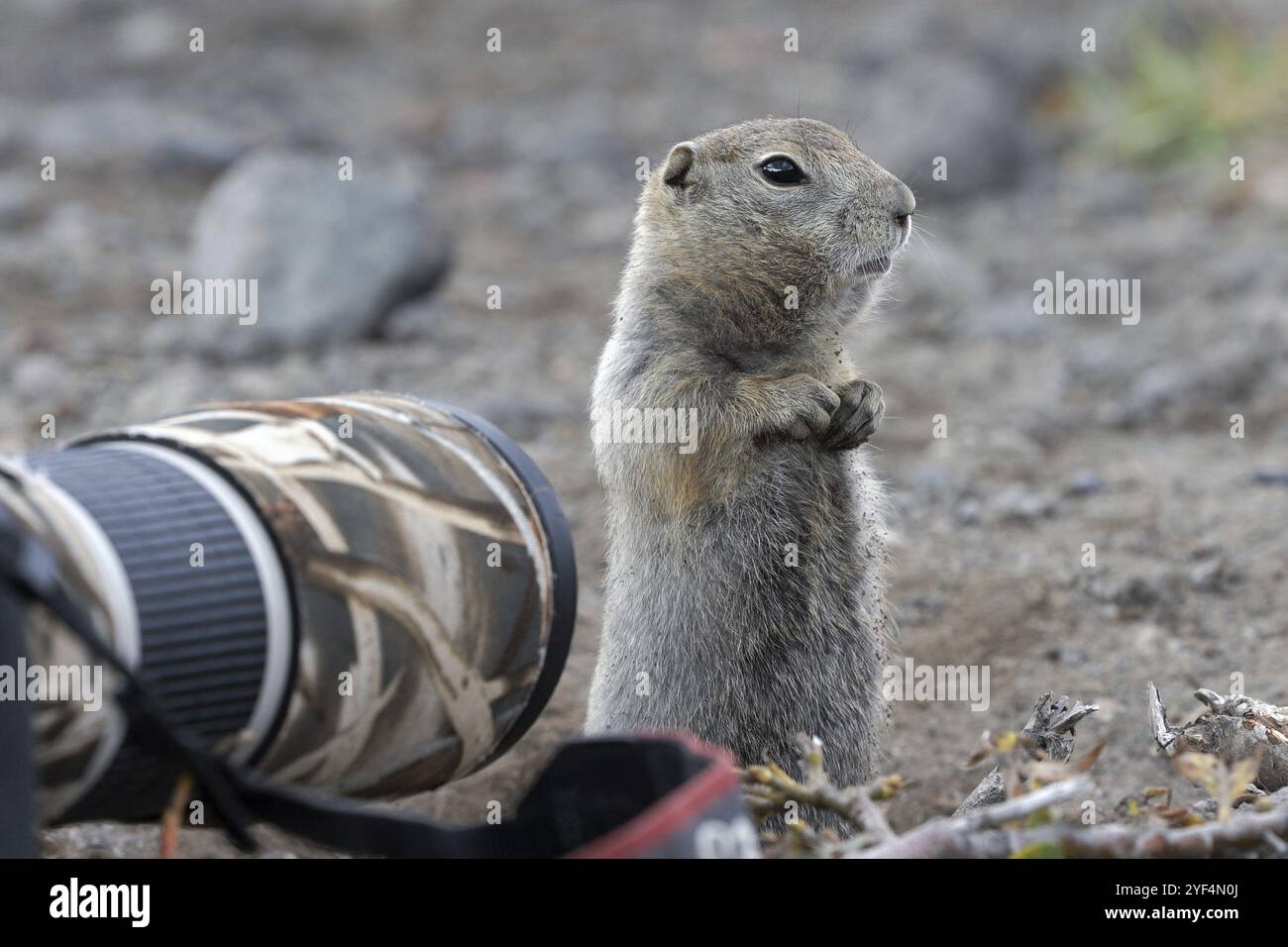 Arctic ground squirrel eating nuts, posing in front of camera. Cute ...