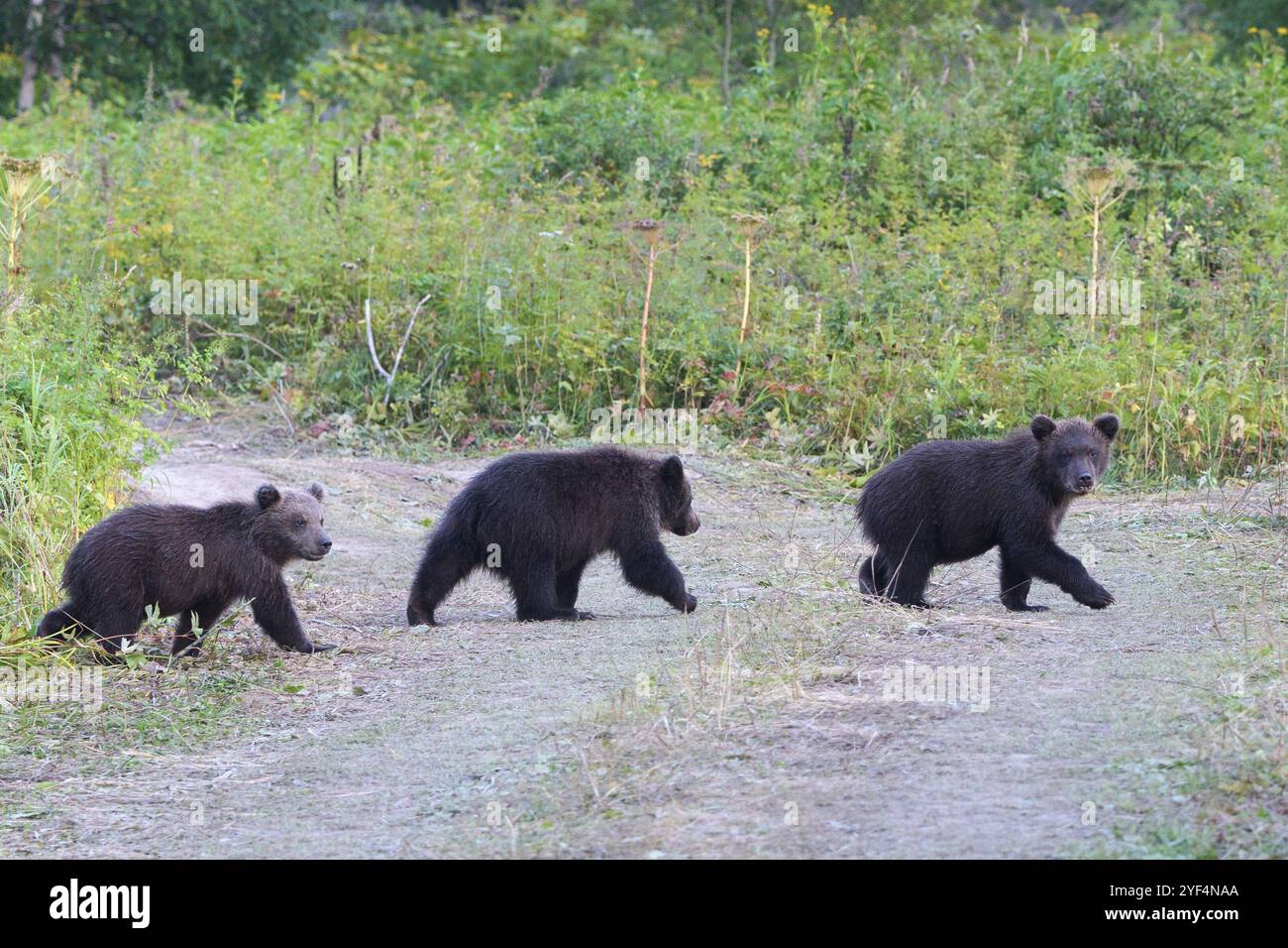 Three Kamchatka brown bear cubs come out forest and walking along ...