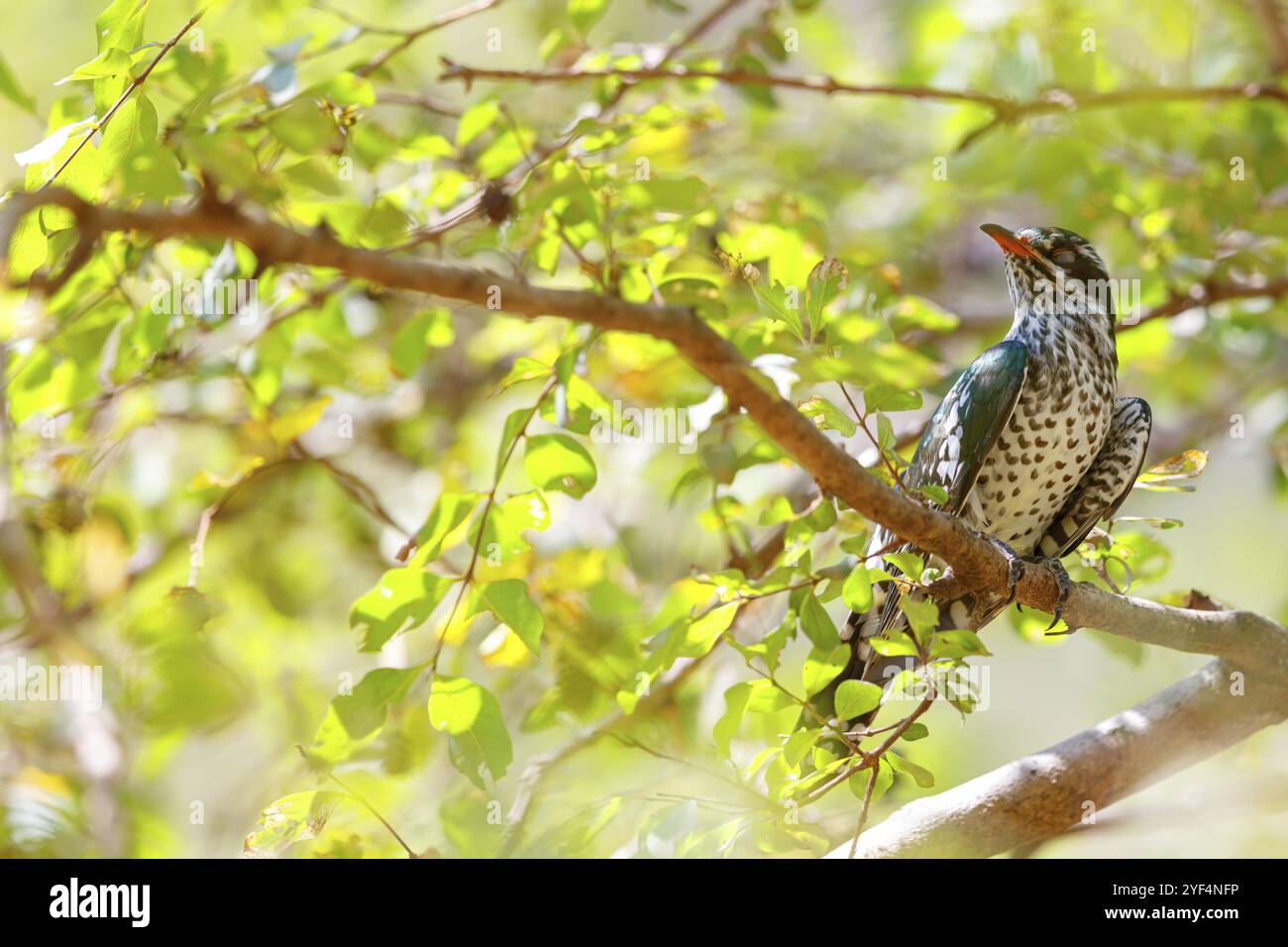 Golden cuckoo, Afrotropical species, family of golden cuckoos, cuckoo ...
