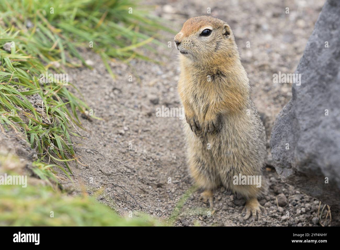 Curious arctic ground squirrel, carefully looking so as not to fall into jaws of predatory ...