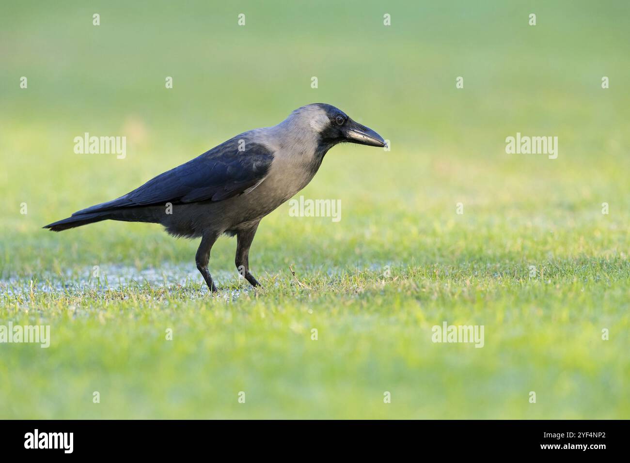 Shining crow, (Corvus splendens), omnivore, genus of ravens and crows ...