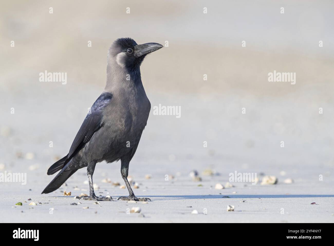 Glossy crow, (Corvus splendens), omnivore, genus of ravens and crows ...
