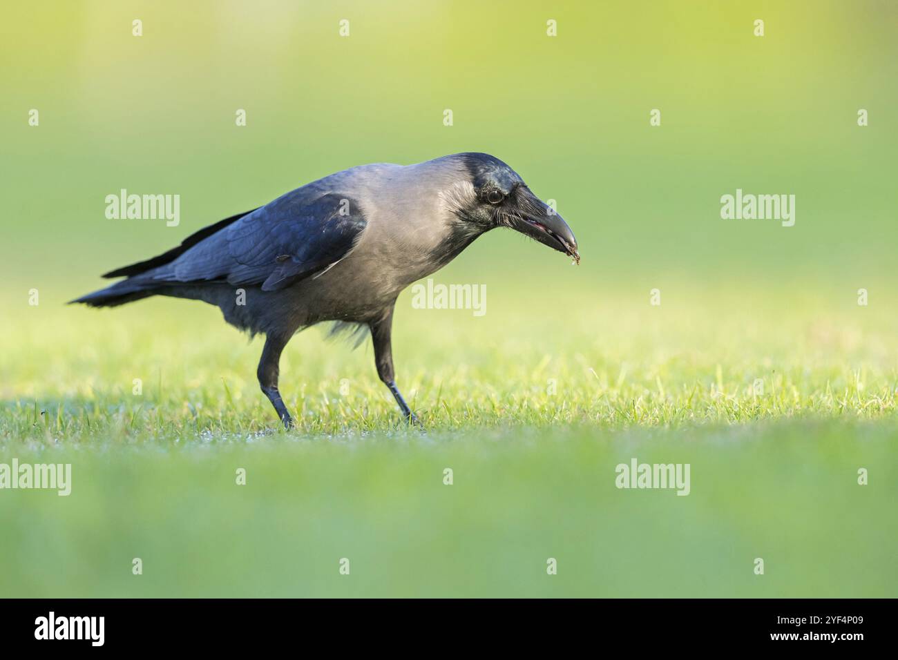 Glossy crow, (Corvus splendens), omnivore, genus of ravens and crows ...