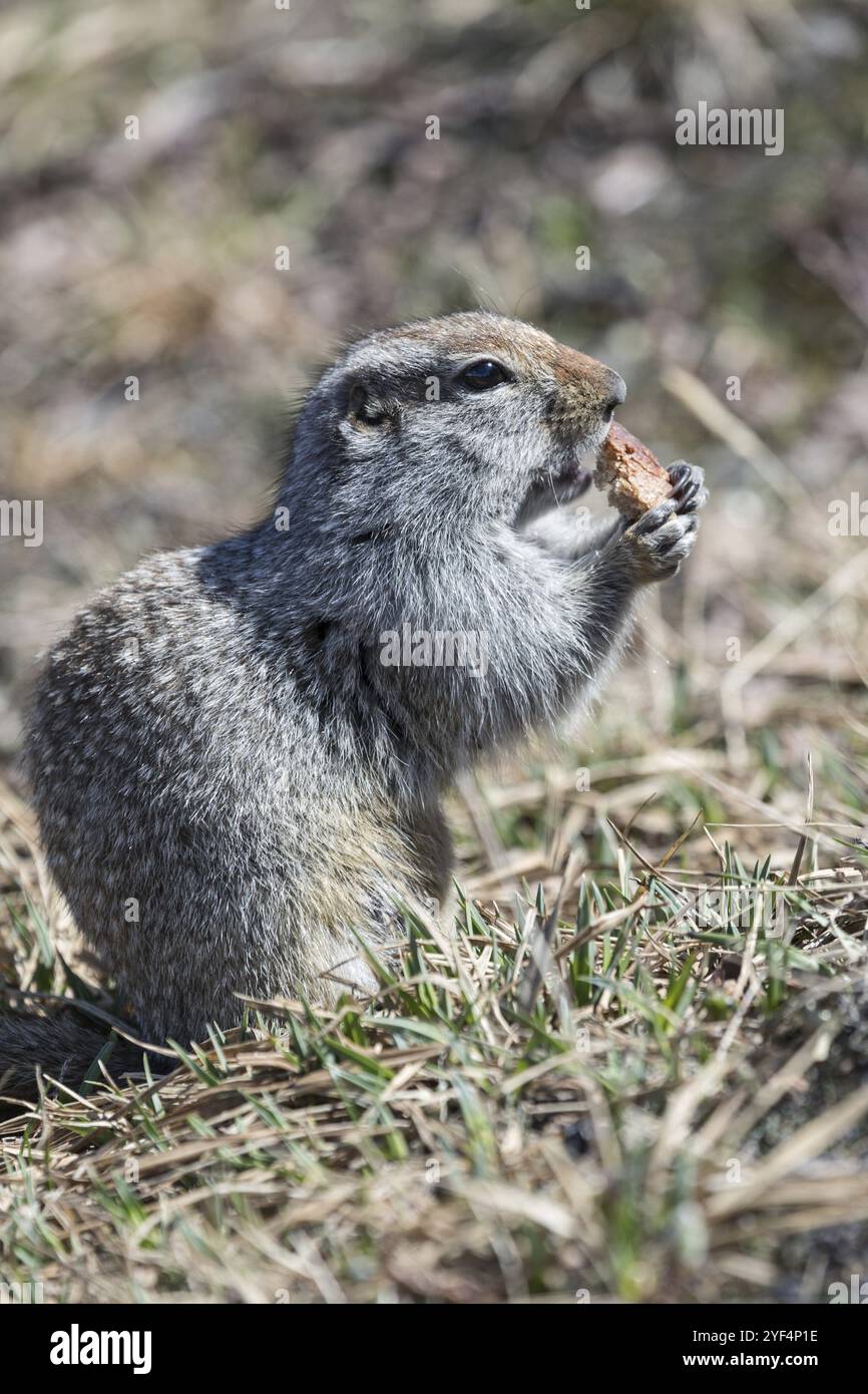 Wildlife: cute ground squirrel. Asia, Russian Far East, Kamchatka ...
