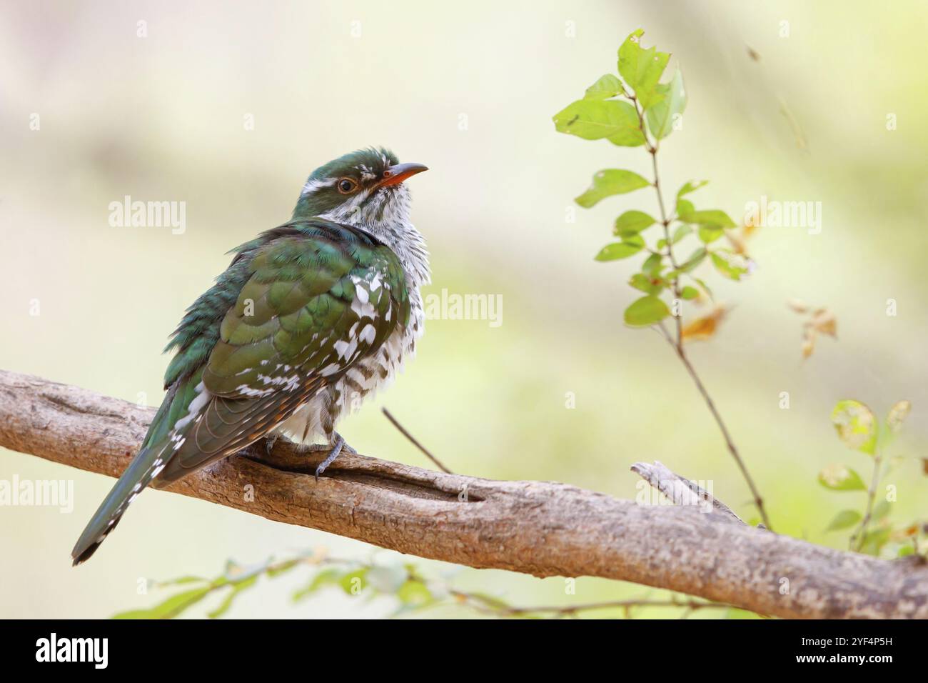Golden cuckoo, Afrotropical species, family of golden cuckoos, cuckoo ...