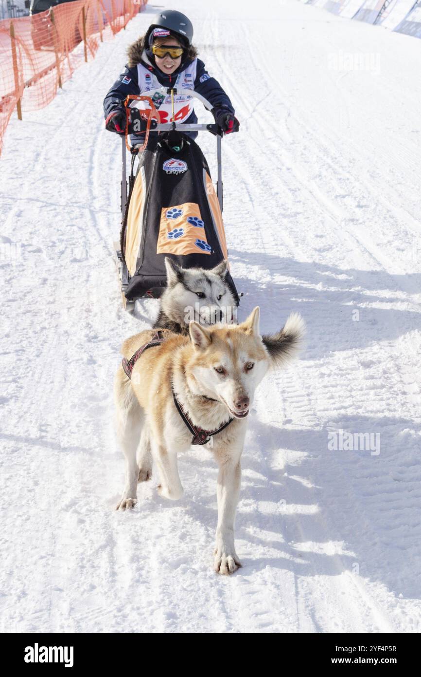 Male child mushing sled dog team, running on snowy race distance during ...