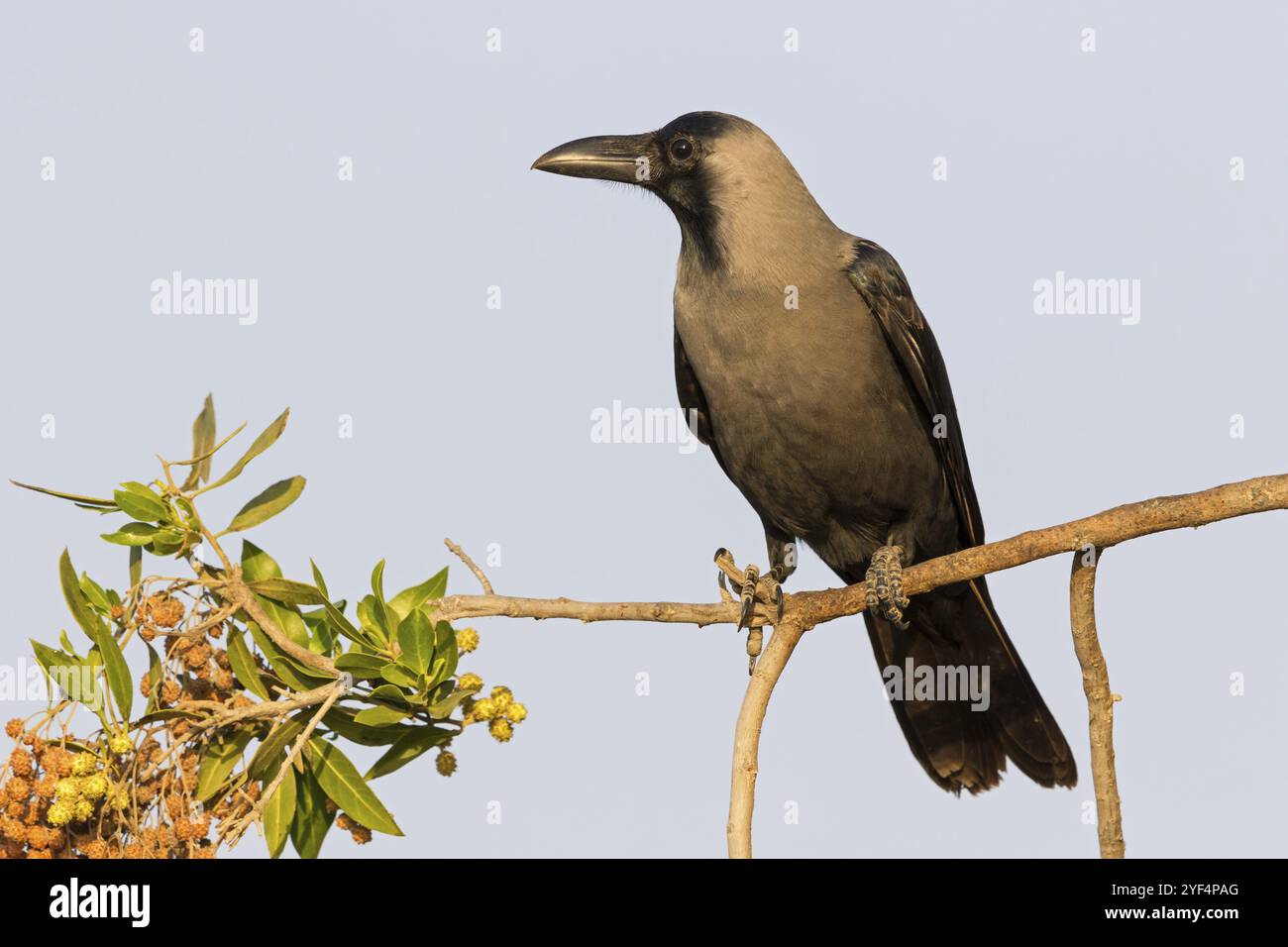 Glossy crow, (Corvus splendens), omnivore, genus of ravens and crows ...