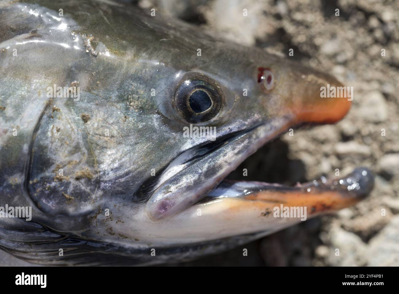 Bony fis hi-res stock photography and images - Alamy