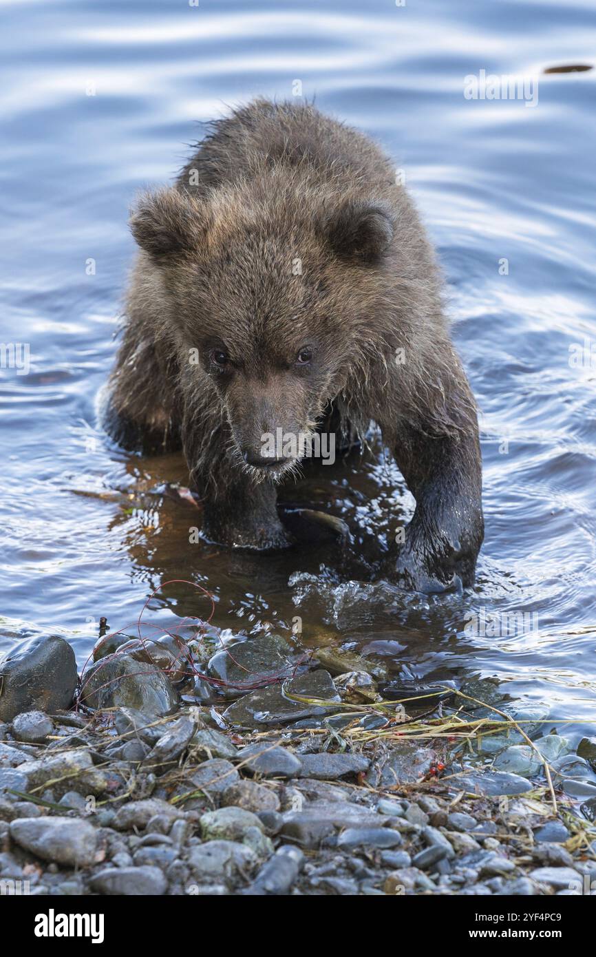 Cute brown bear cub stands on river bank while fishing red salmon fish ...