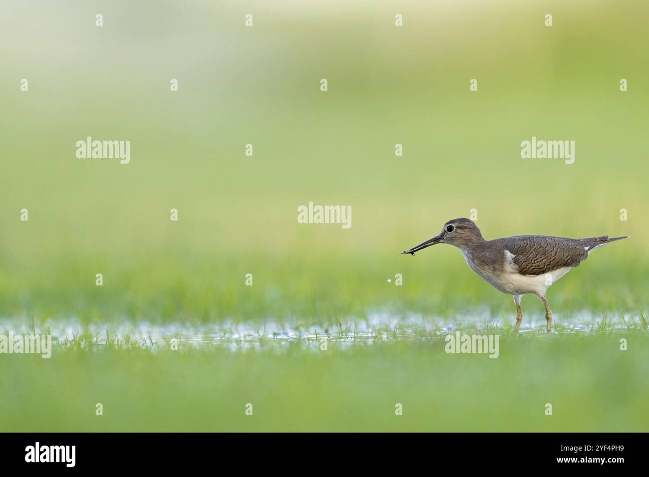 Sandpiper, sandpiper (Actitis hypoleucos), snipe family, snipe, biotope ...