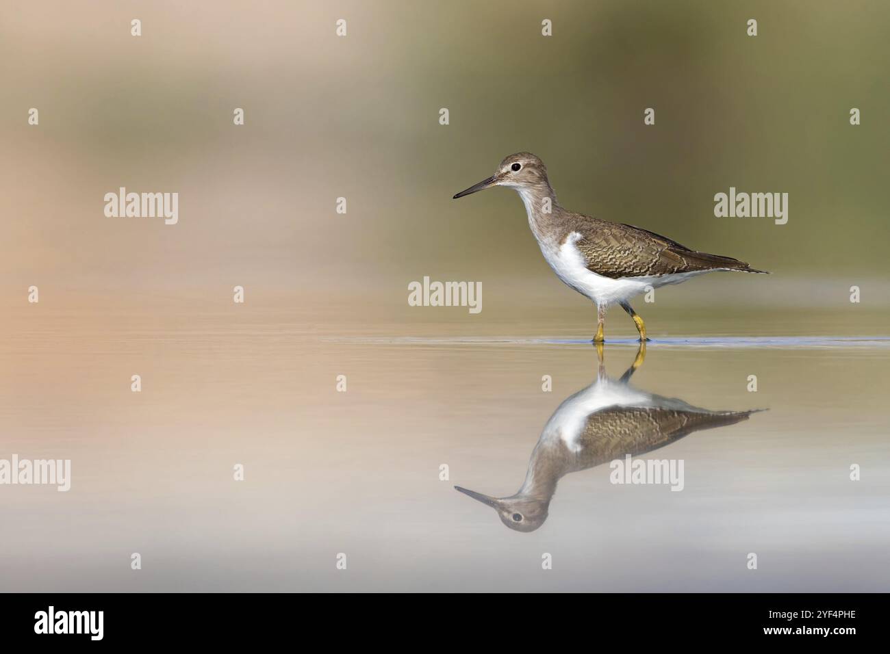 Common sandpiper, sandpiper (Actitis hypoleuco), biotope, habitat ...