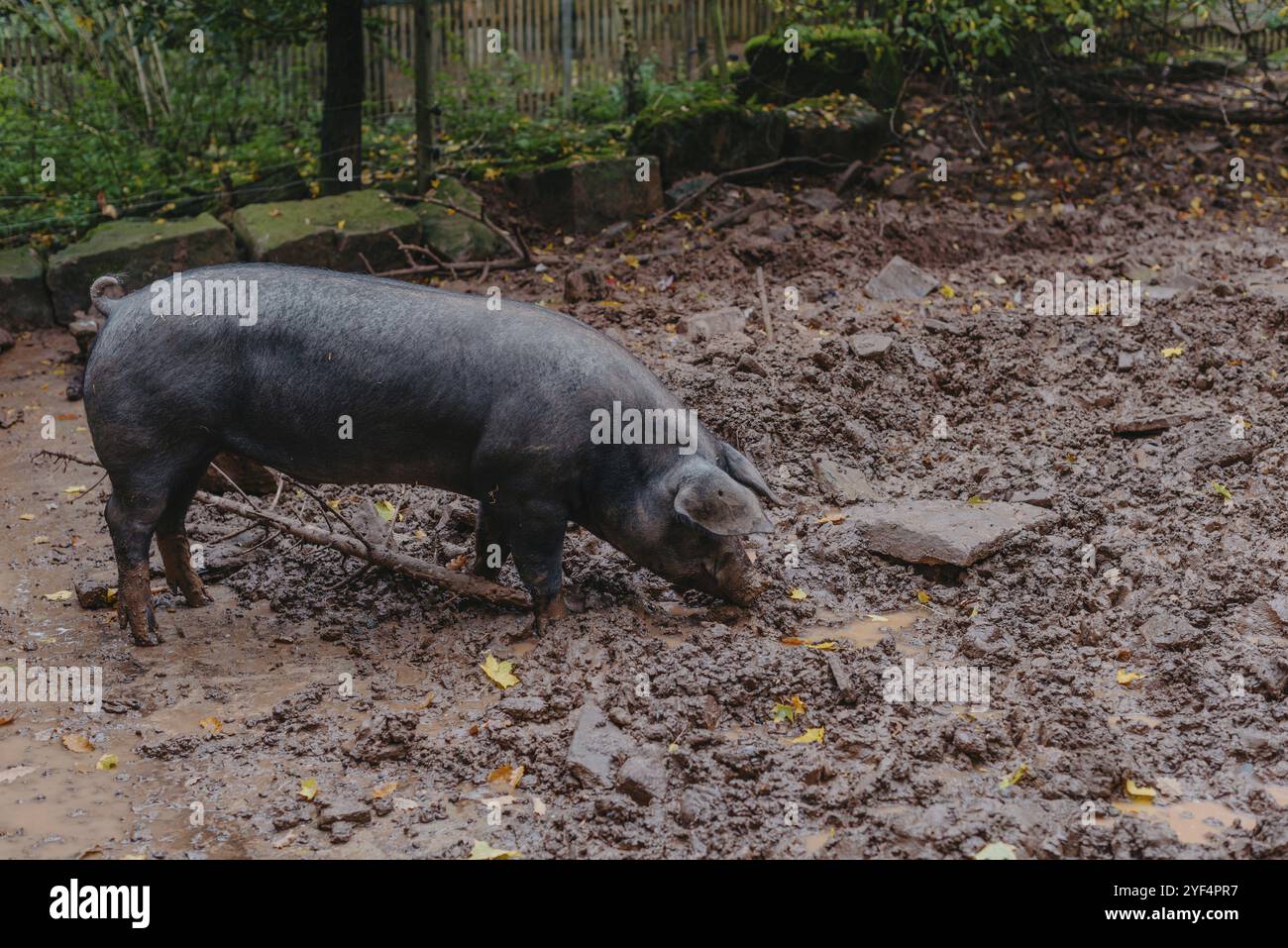 Playing in the mud hi-res stock photography and images - Alamy