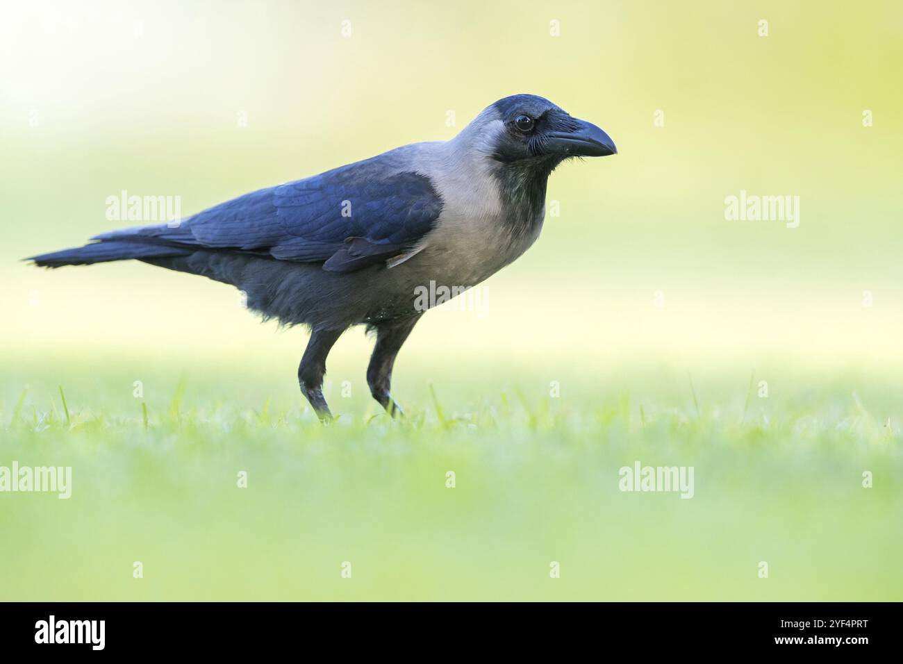 Shining crow, (Corvus splendens), omnivore, genus of ravens and crows ...