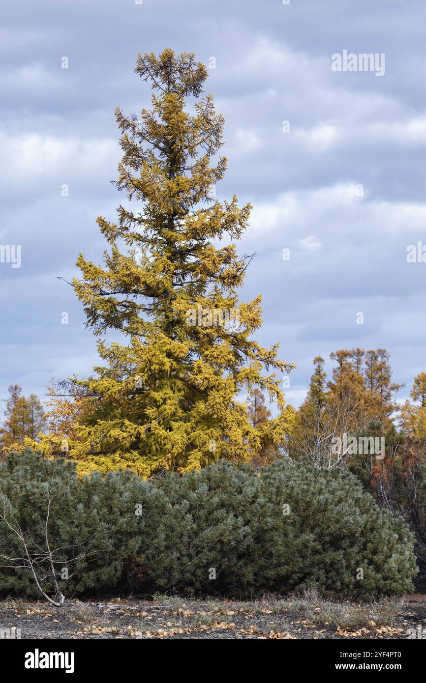 Scenery autumn forest landscape of Kamchatka Peninsula: highest and ...