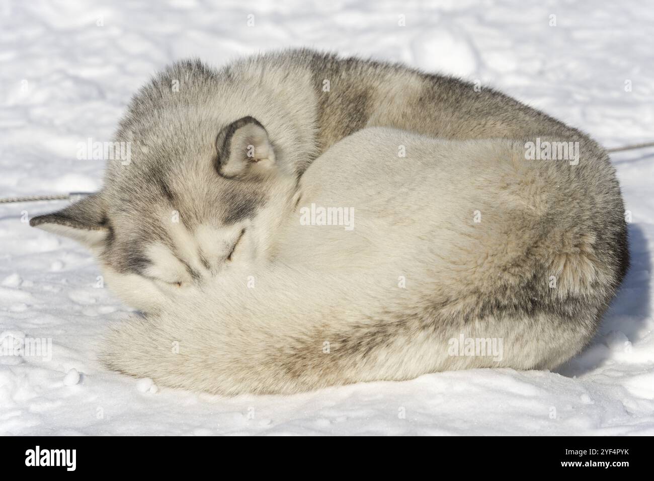 Portrait of husky dog lying in snow, sleeping relax before winter sport ...