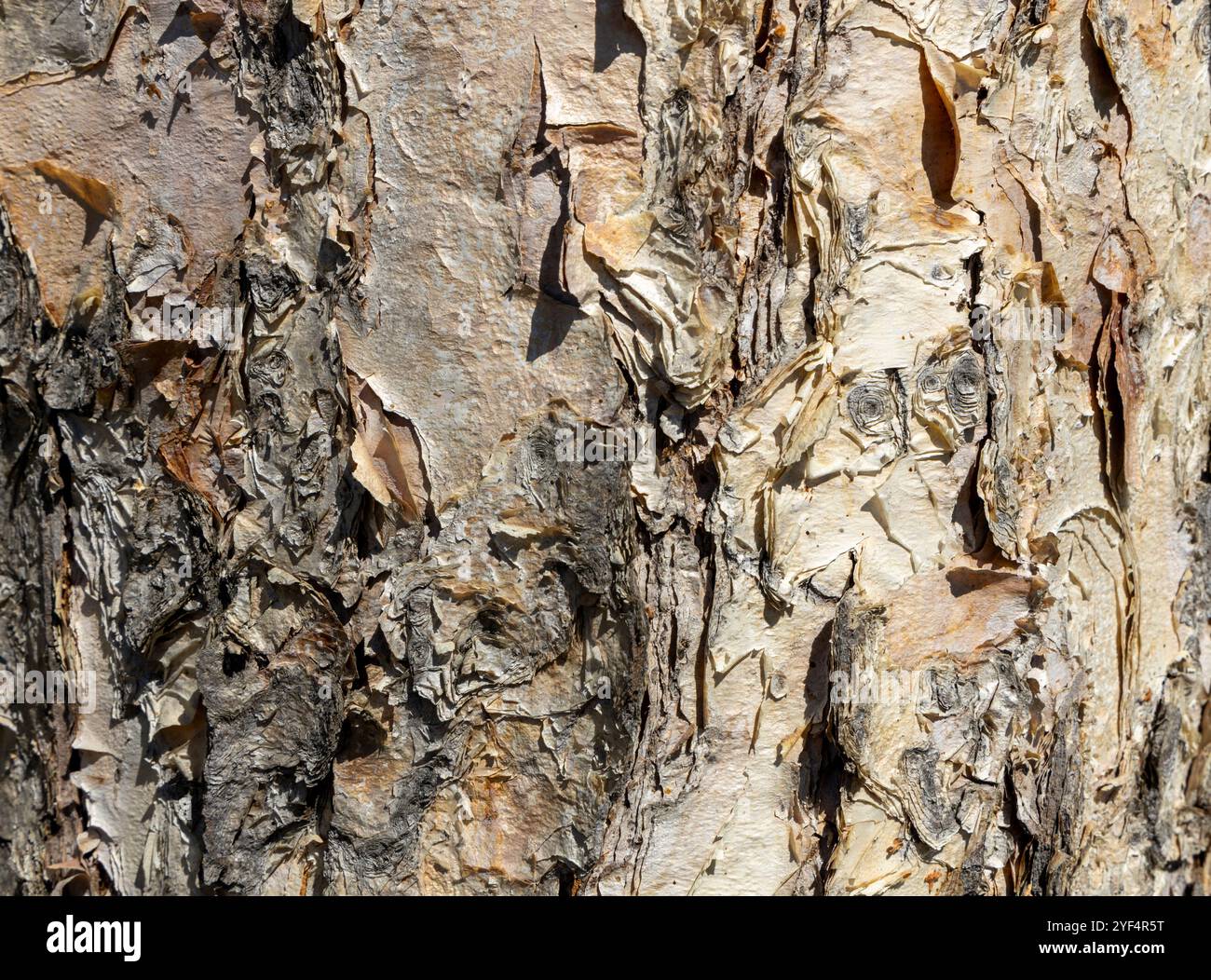 Maritime Pine, Pinus pinaster trunk symbol. Texture made of maritime ...